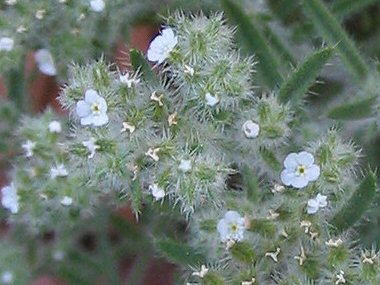 Narrow-Leaved Popcorn Flower