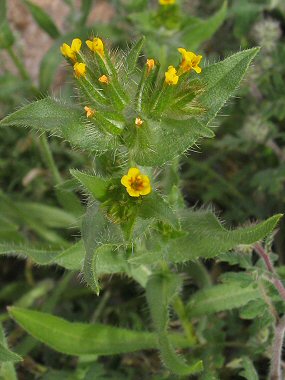 Common Fiddleneck